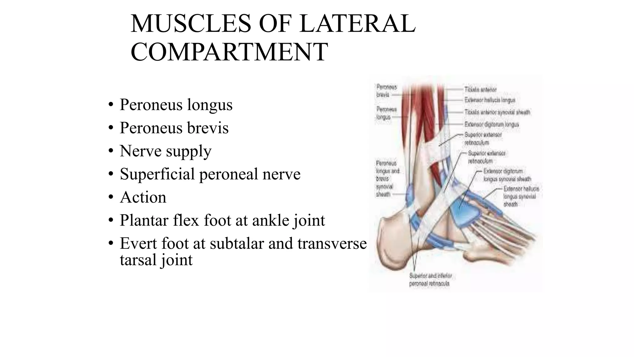 ANTEROLATERAL LEG.pptx