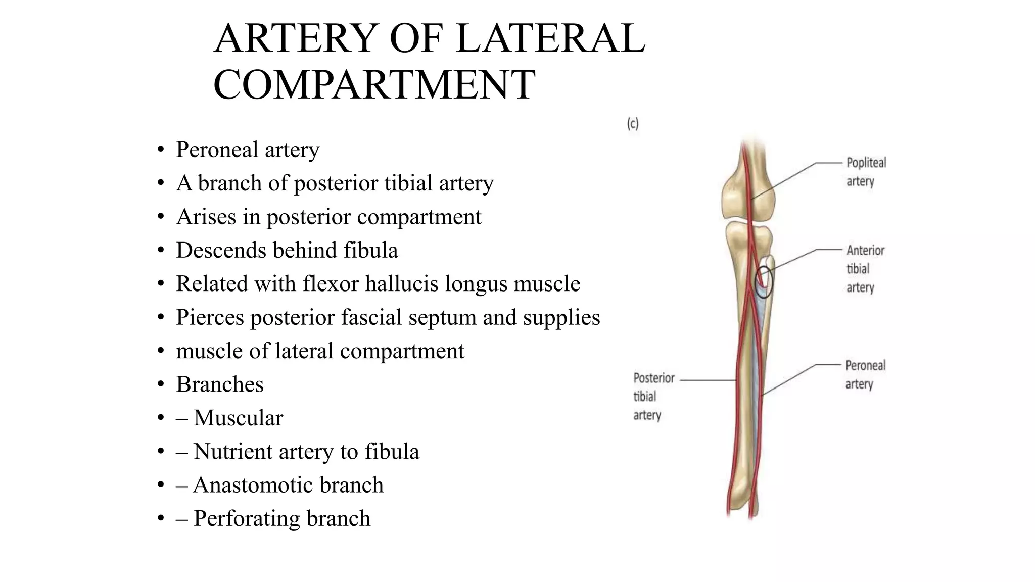 ANTEROLATERAL LEG.pptx