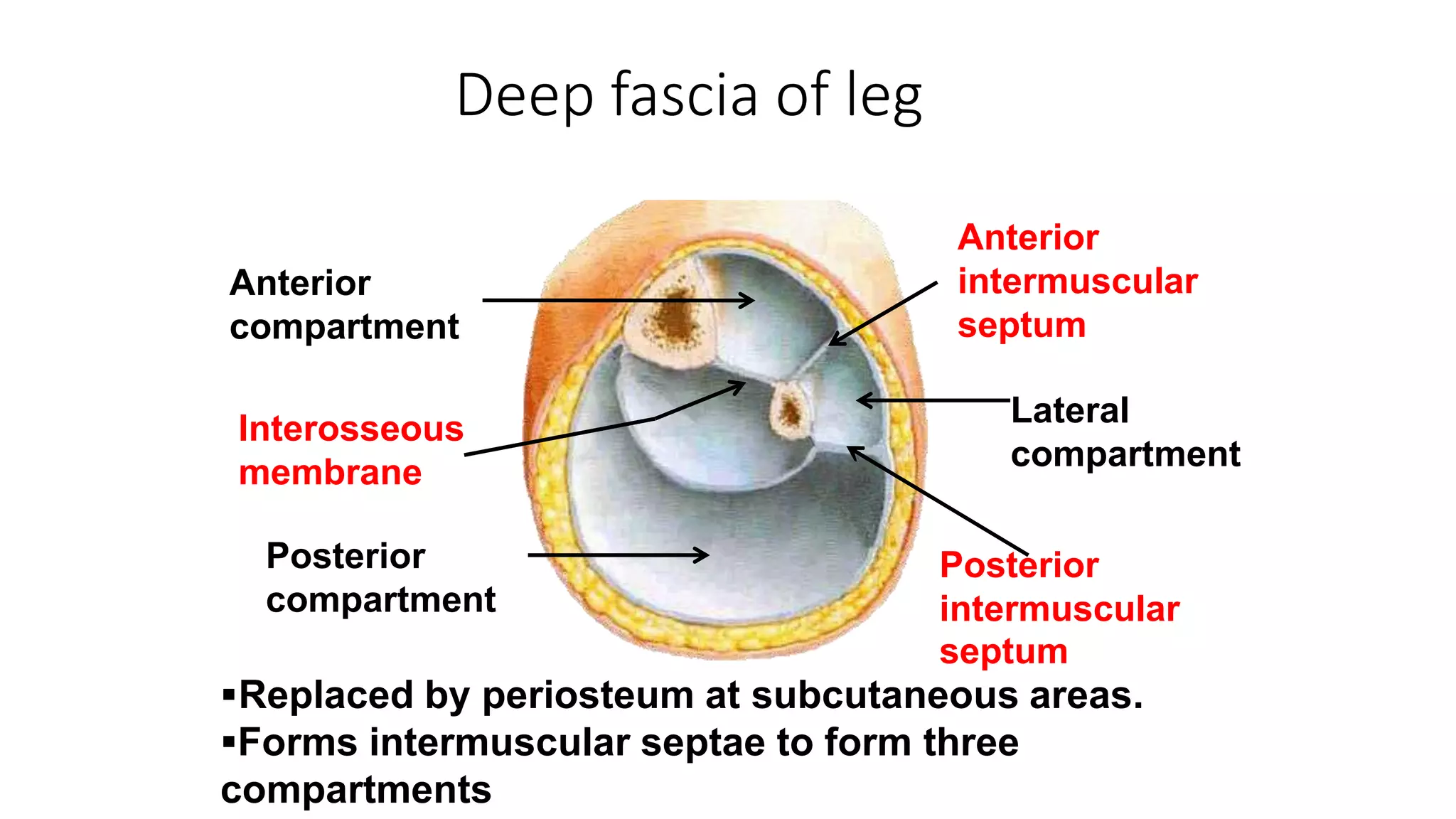 ANTEROLATERAL LEG.pptx