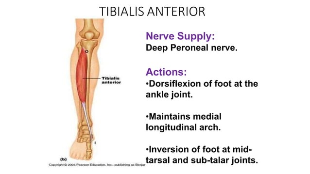 ANTEROLATERAL LEG.pptx