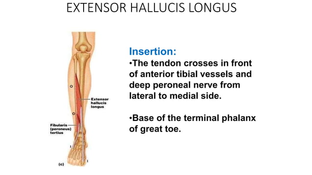 ANTEROLATERAL LEG.pptx