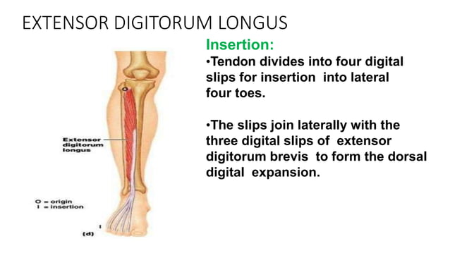 ANTEROLATERAL LEG.pptx
