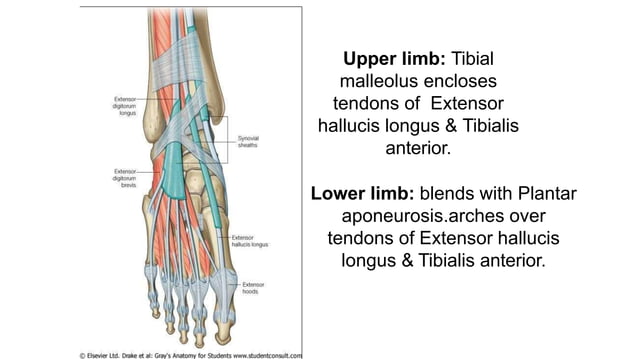 ANTEROLATERAL LEG.pptx