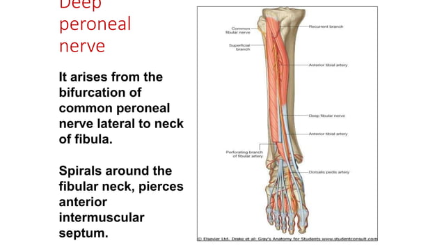 ANTEROLATERAL LEG.pptx