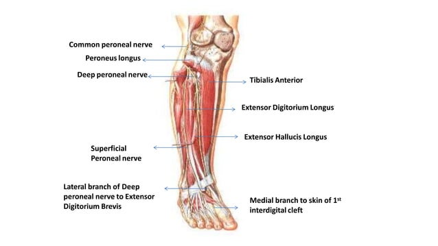 ANTEROLATERAL LEG.pptx
