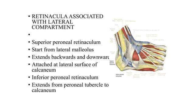 ANTEROLATERAL LEG.pptx
