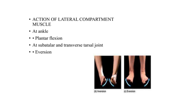 ANTEROLATERAL LEG.pptx