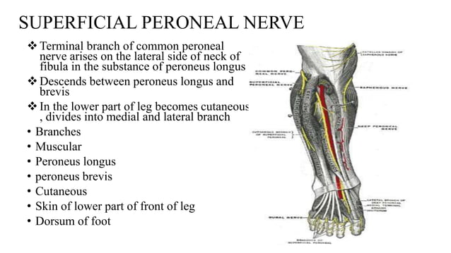 ANTEROLATERAL LEG.pptx