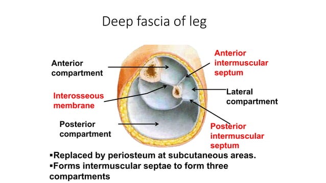 ANTEROLATERAL LEG.pptx
