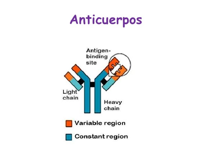 Antígeno anticuerpo