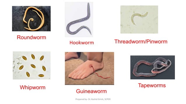 Anthelmintic.pdf, Introduction, Classification | PPT