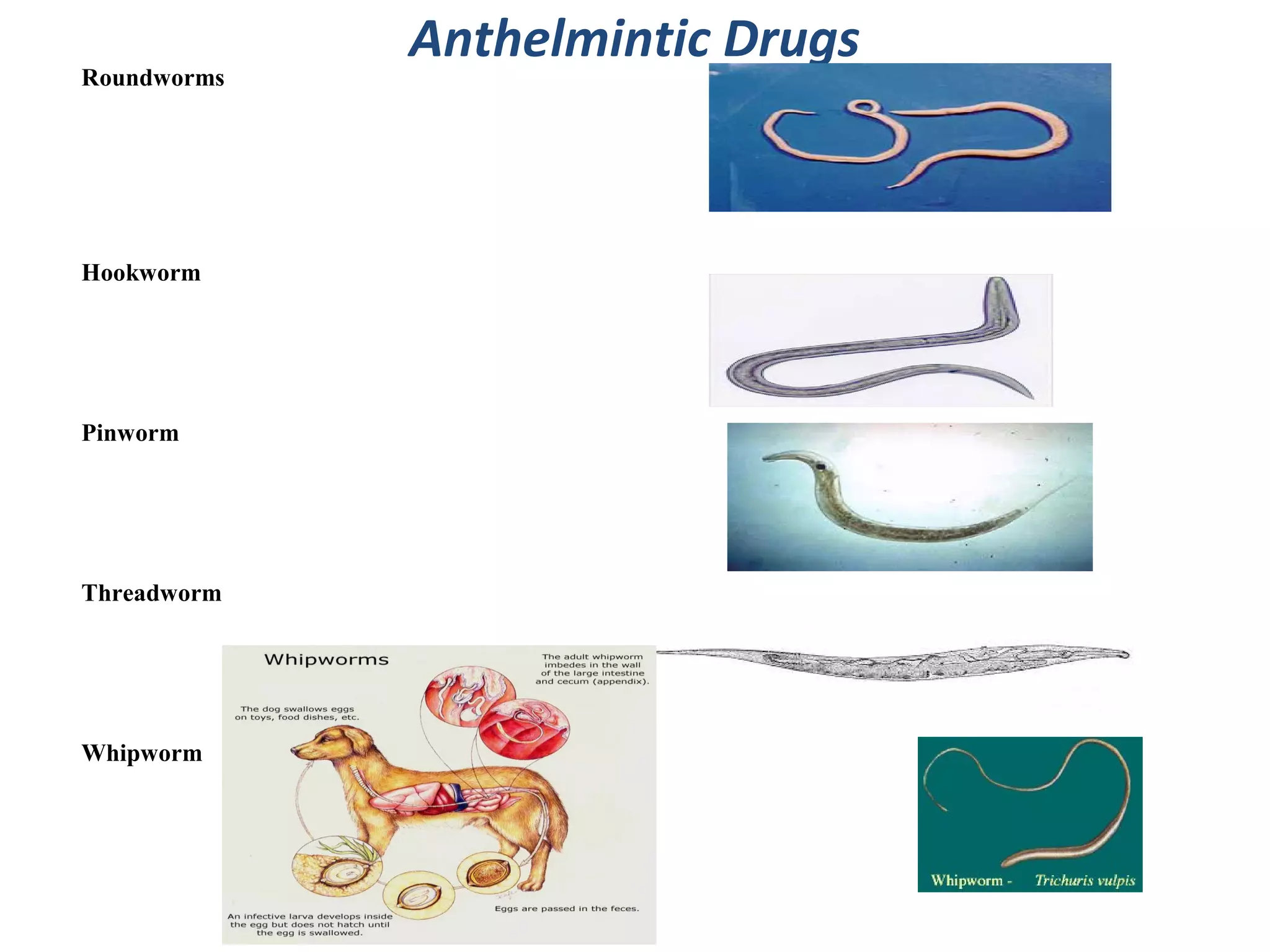 Anthelmintic drugs | PPT