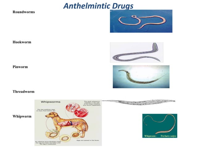 Anthelmintic drugs | PPT | Infectious Diseases | Diseases and Conditions