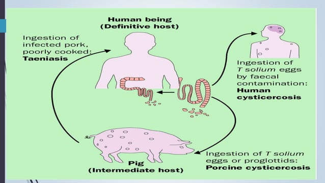 Anthelmintic Drugs.pptx