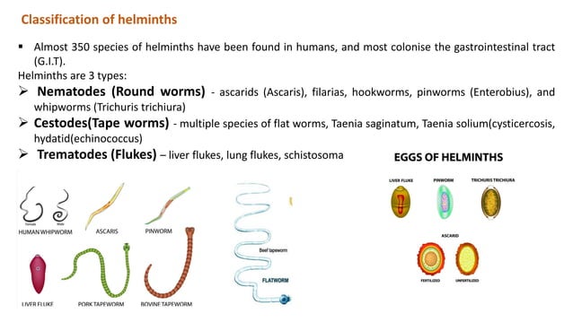 Anthelmintic Drugs-Medicinal Chemistry | PDF | Digestive Disorders ...