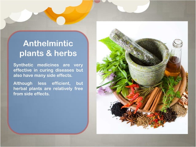 Anthelmintic plants and herbs | PPTX