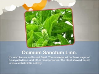 Anthelmintic plants and herbs | PPTX