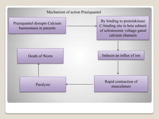 Anthelmintics ppt converted | PDF