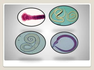 Anthelmintics ppt converted | PDF