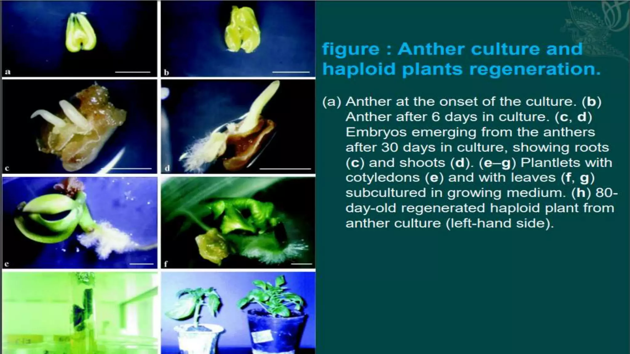 Anther and pollen culture | PPTX