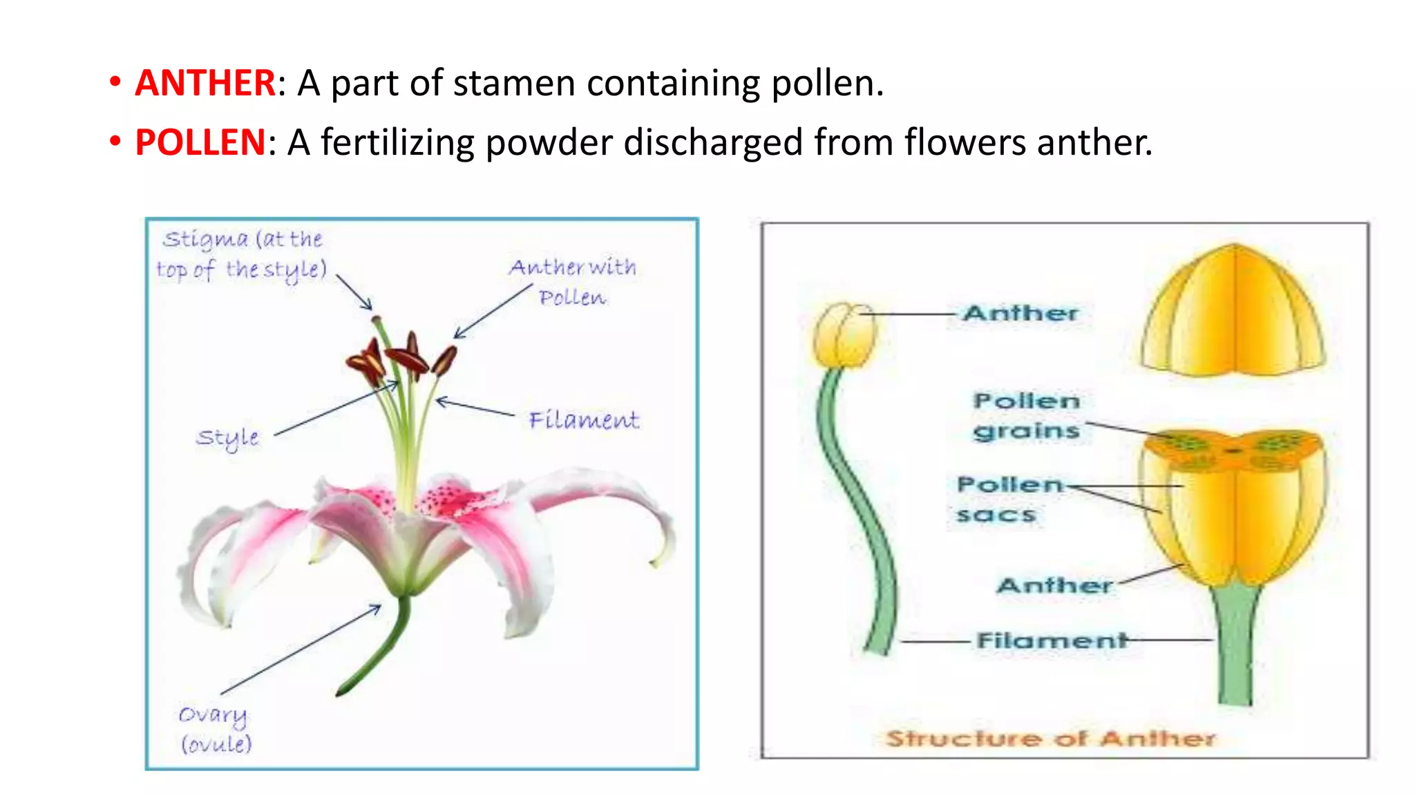 Anther and pollen culture | PPTX