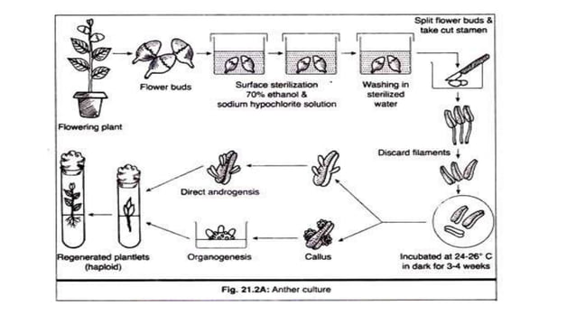 Anther and pollen culture | PPTX