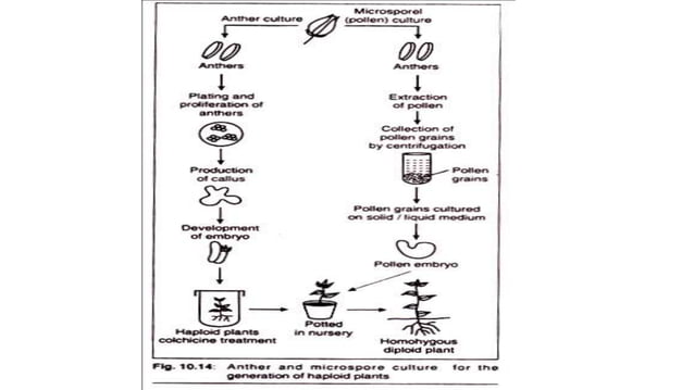 Anther and pollen culture | PPTX