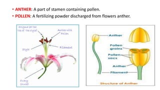 Anther and pollen culture | PPT