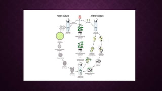 ANTHER AND POLLEN CULTURE.pptx