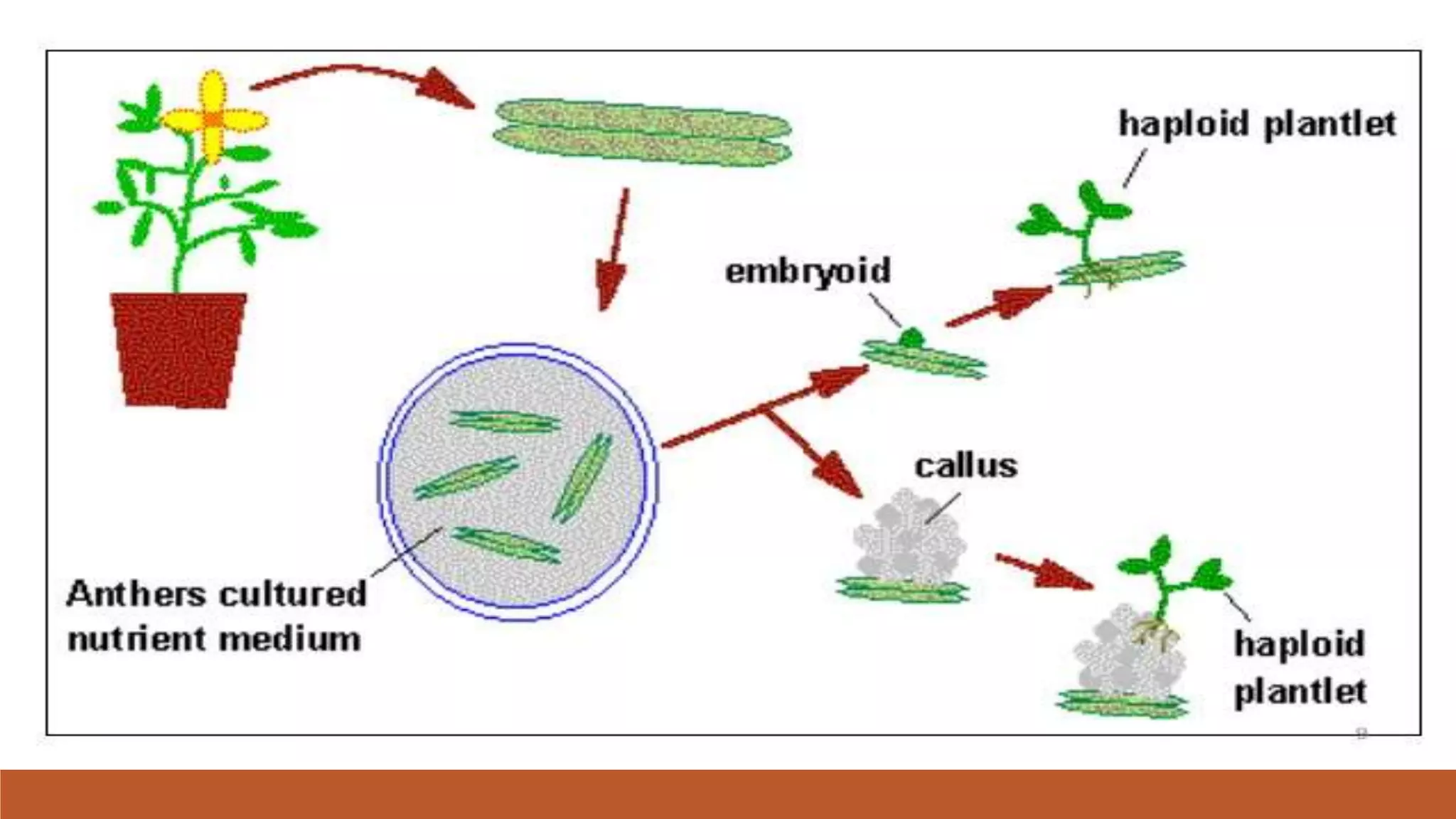 Anther and Pollen culture | PPTX