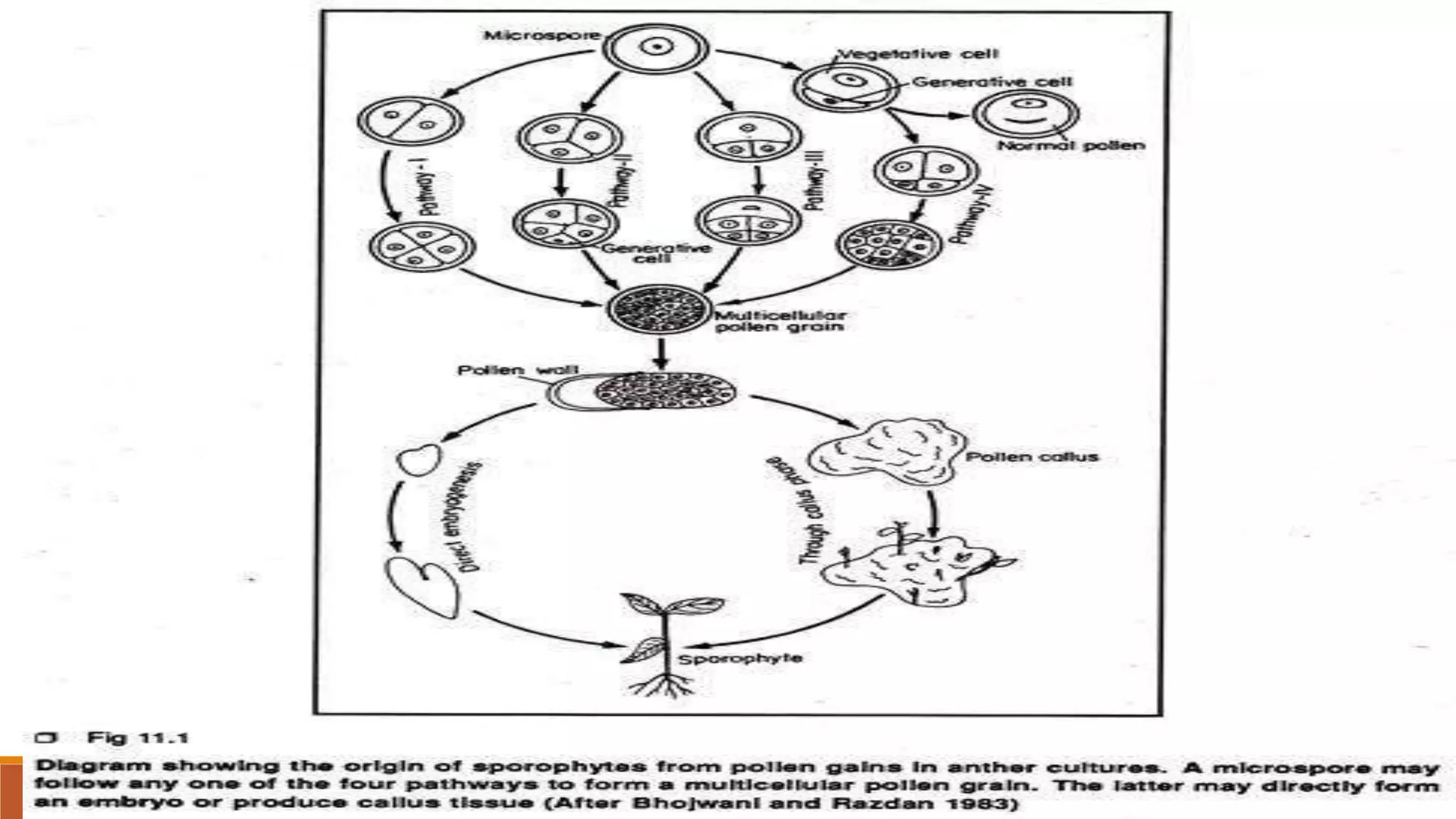 Anther and Pollen culture | PPTX