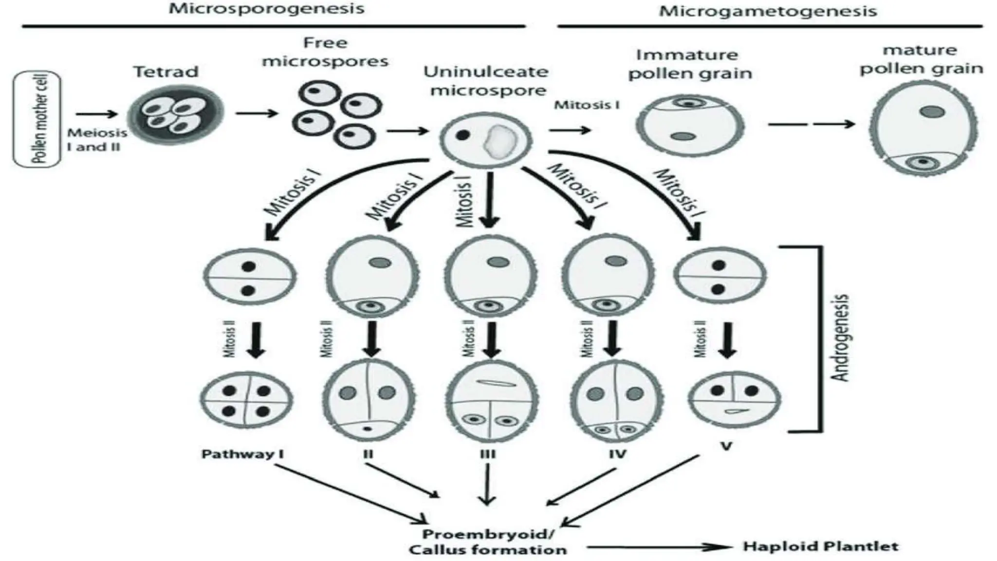 Anther and Pollen culture and techniques | PPT