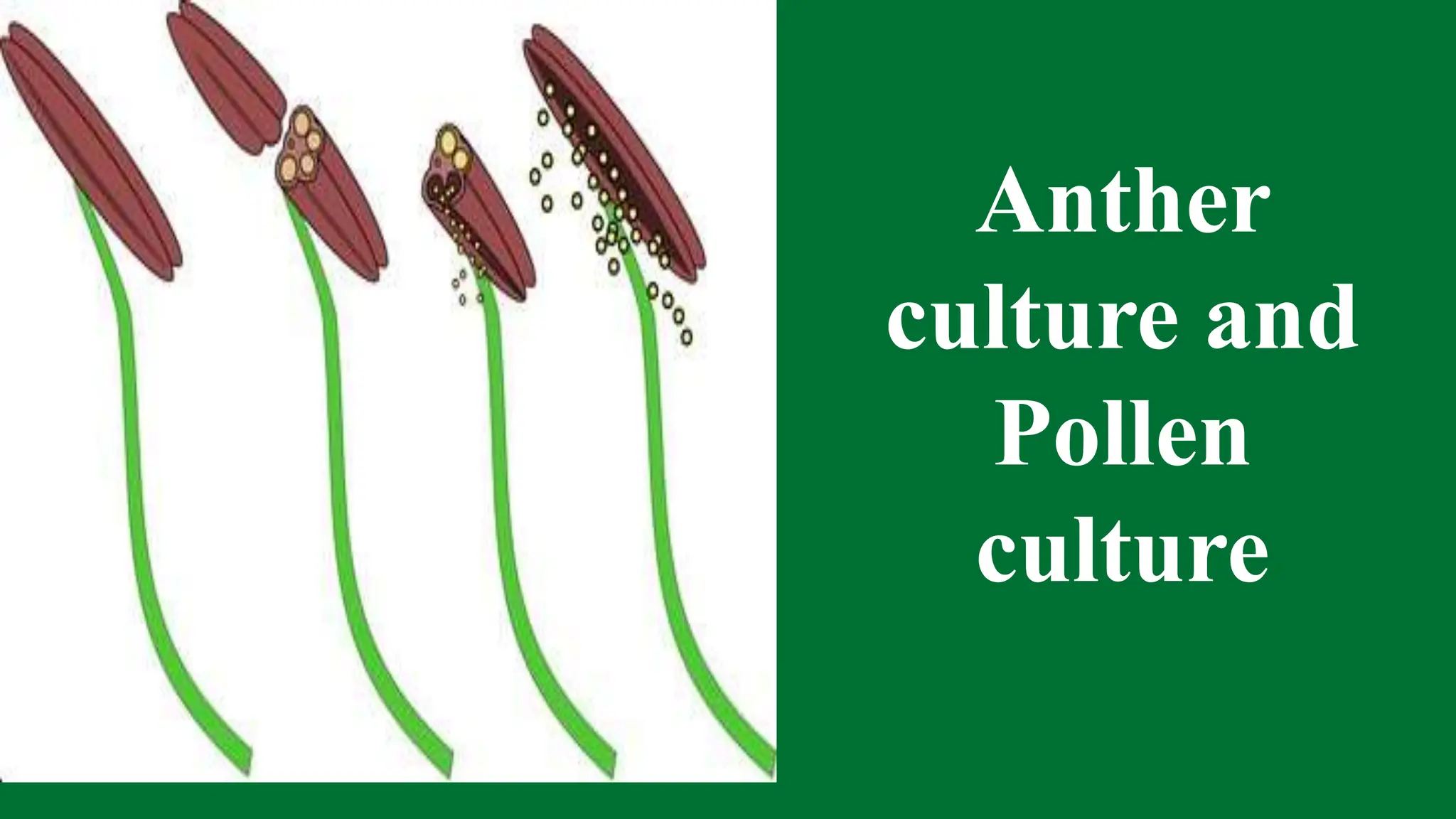 Anther and Pollen culture and techniques | PPT
