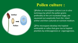 Anther and Pollen culture and techniques | PPTX