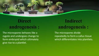 Anther and Pollen culture and techniques | PPT