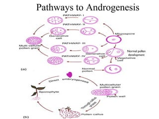 Anther culture | PPT