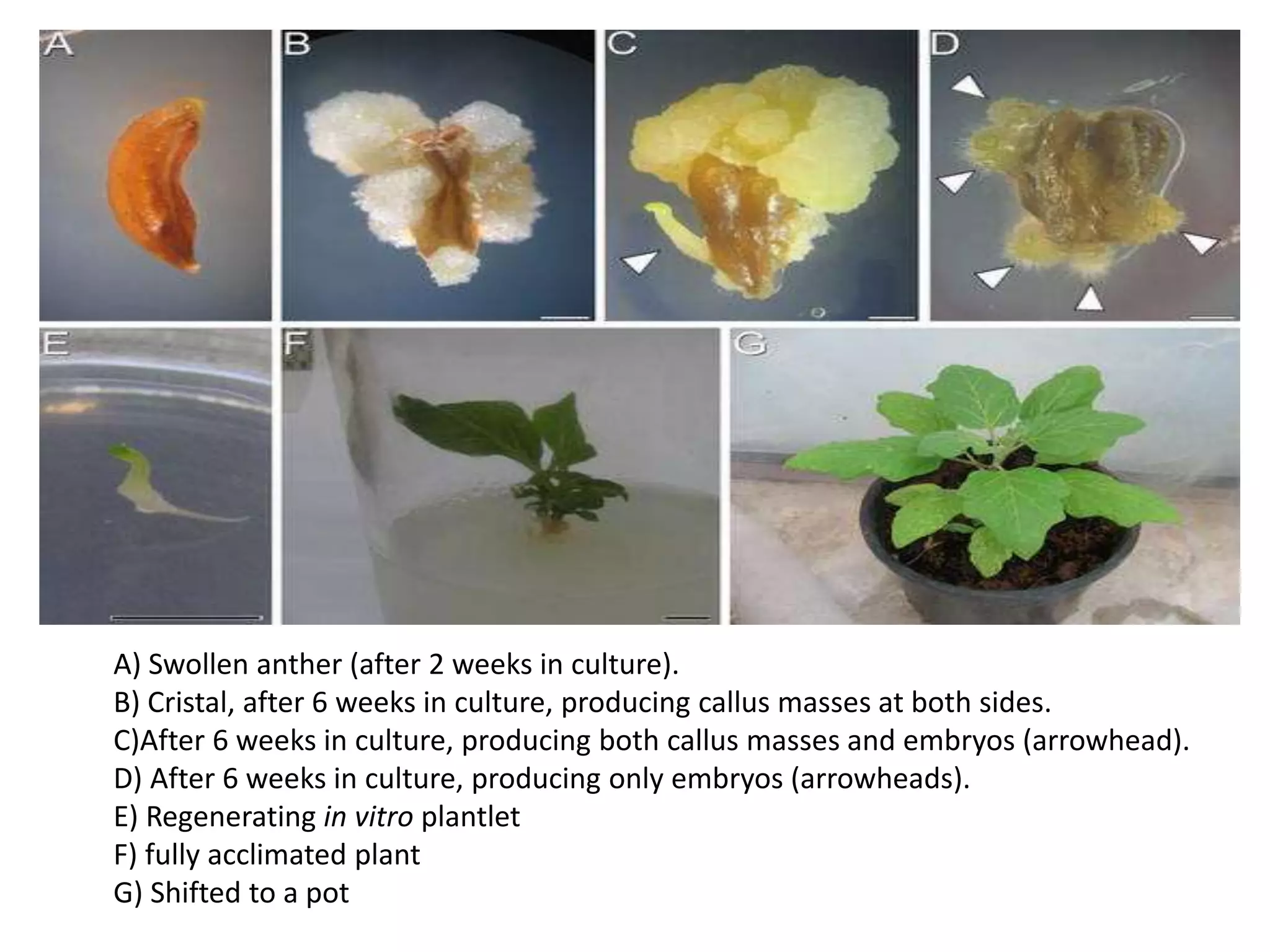 Anther culture | PPTX