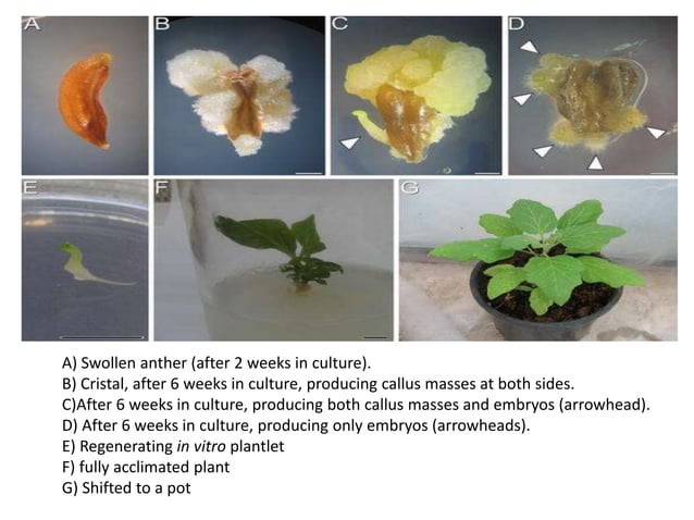 Anther culture | PPTX | Gardening | Home & Garden