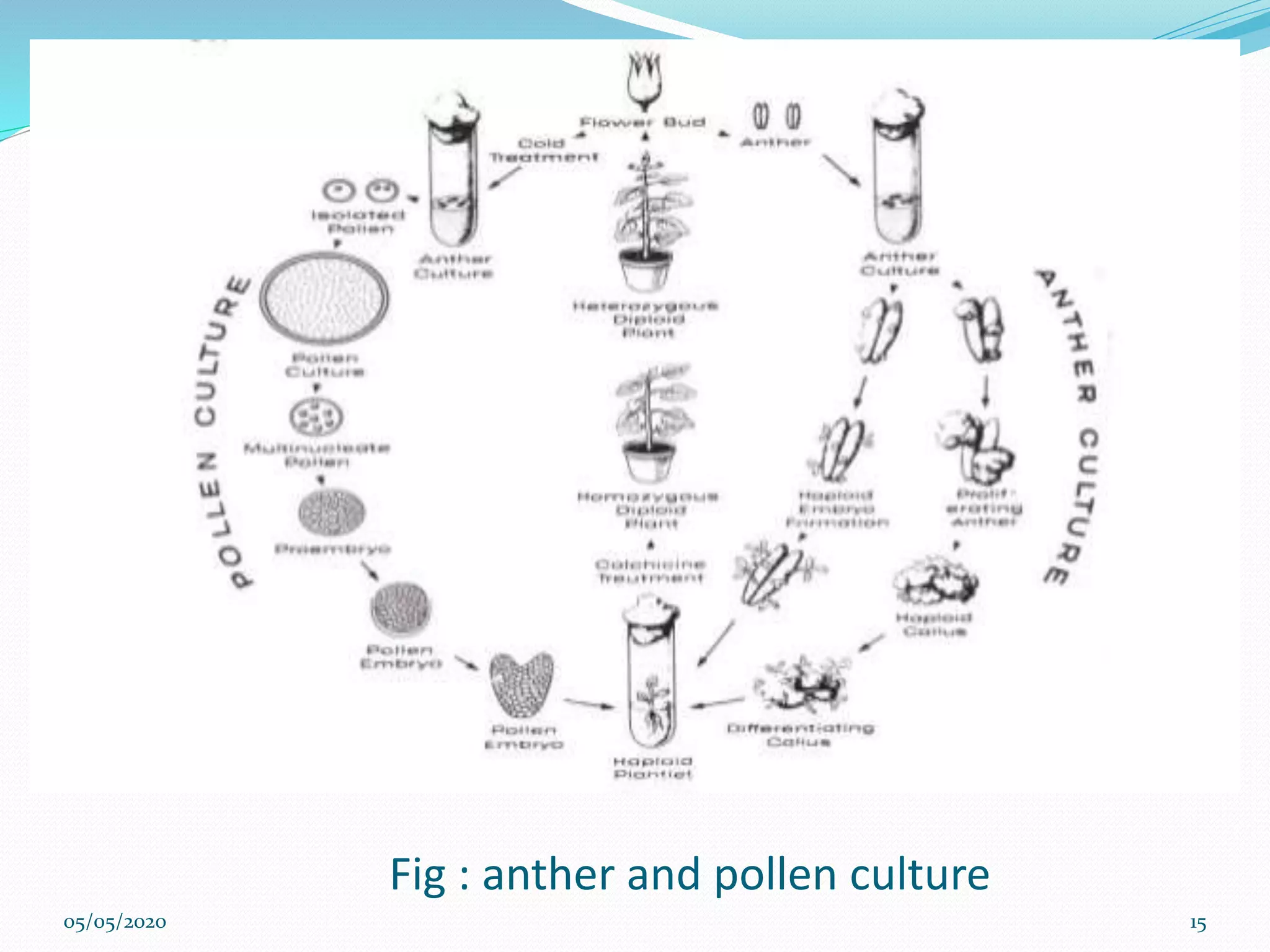 Anther culture haploid plant productionn | PPTX
