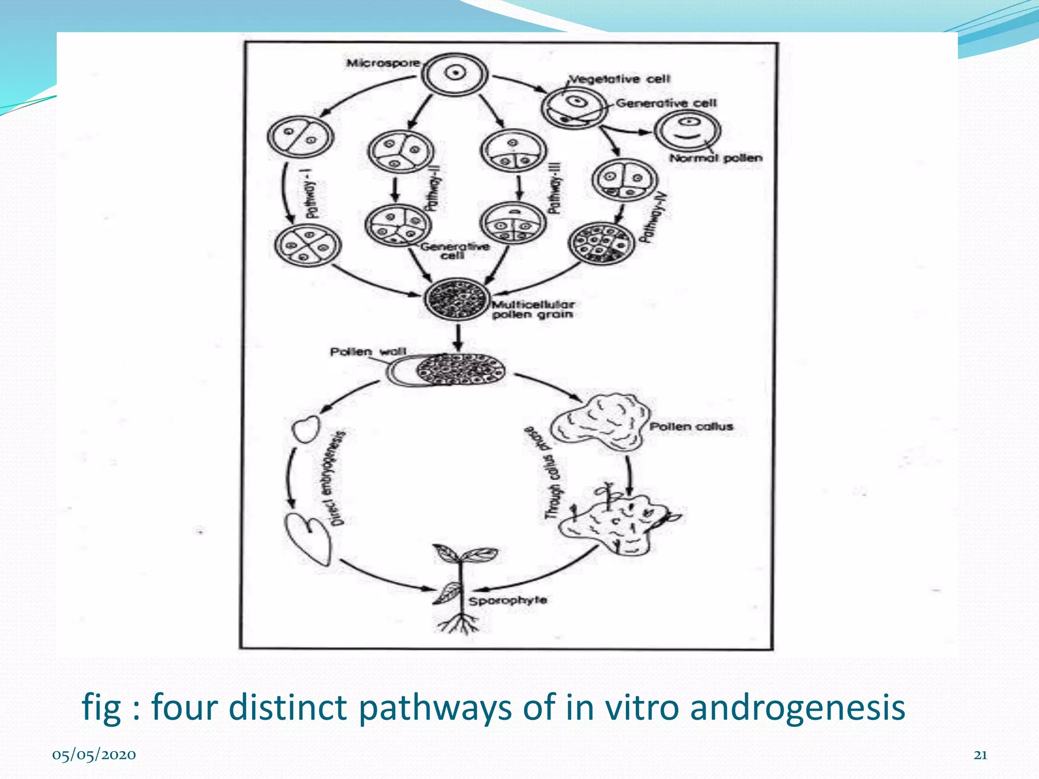 Anther culture haploid plant productionn | PPTX