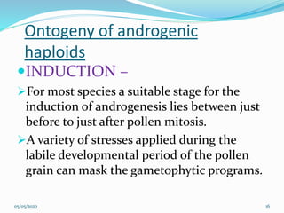 Anther culture haploid plant productionn | PPTX