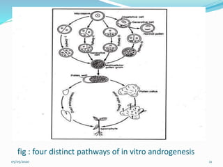 Anther culture haploid plant productionn | PPTX