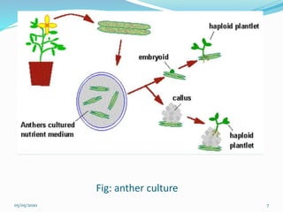 Anther culture haploid plant productionn | PPTX