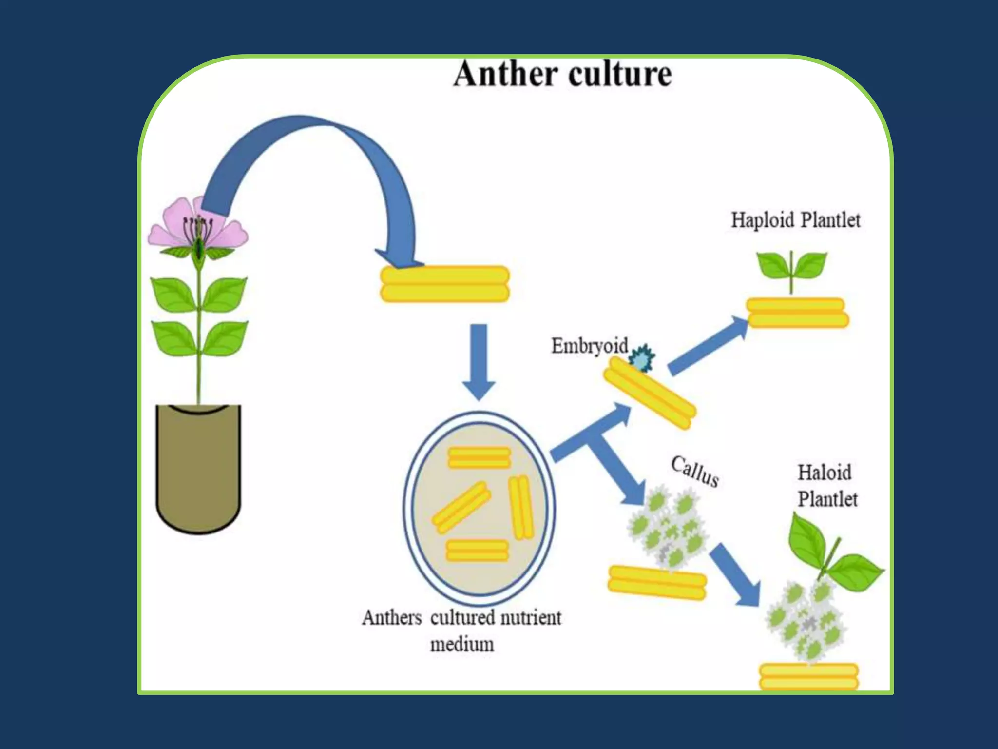 Anther culture | PPTX