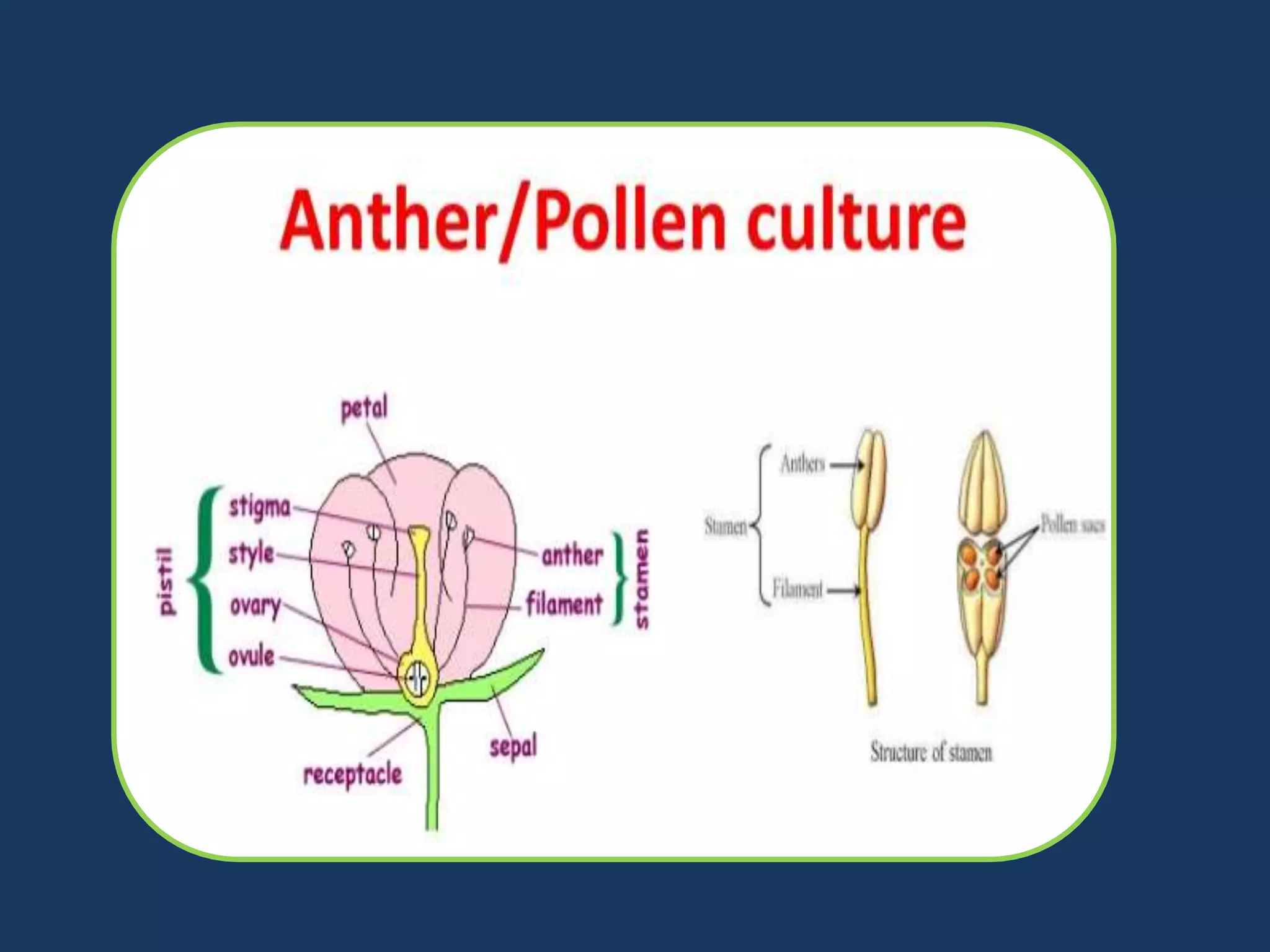 Anther culture | PPTX