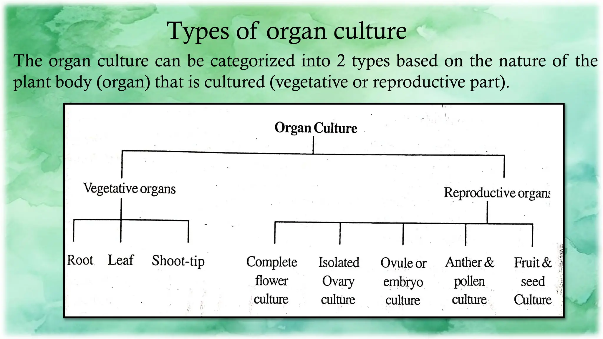 PTC (ORGAN CULTURE) ANTHER CULTURE..ppt