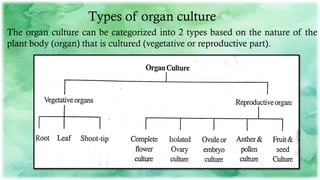 PTC (ORGAN CULTURE) ANTHER CULTURE..ppt
