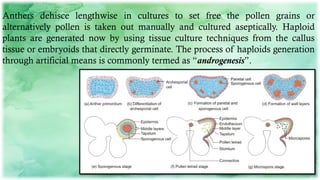 PTC (ORGAN CULTURE) ANTHER CULTURE..ppt