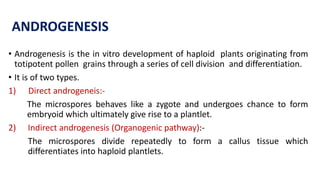 Anther culture and somatic hybridization | PPTX