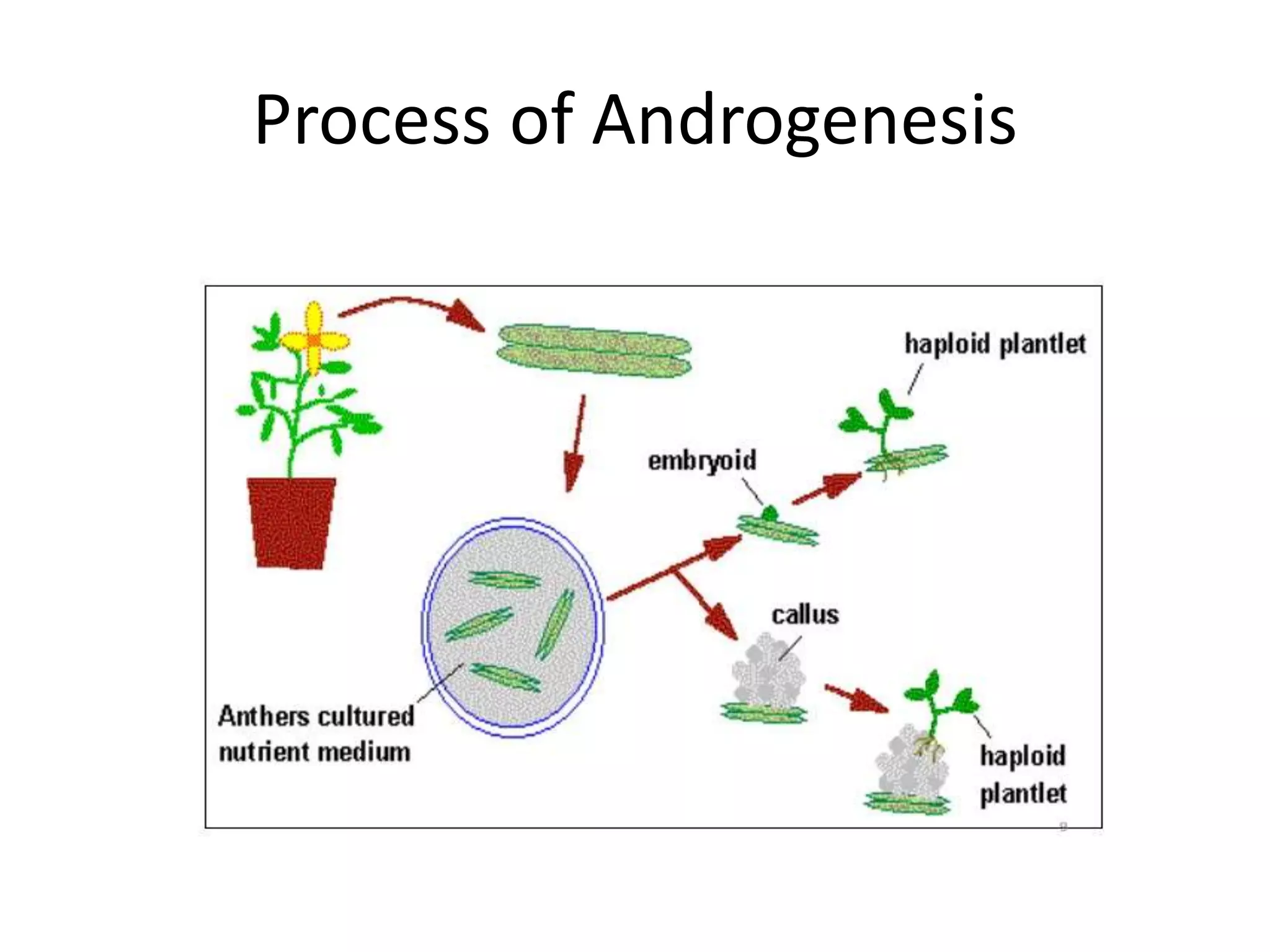 Anther culture and pollen culture | PPTX